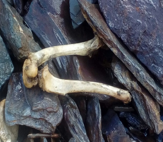 Encuentran restos óseos humanos a orillas del río Vilcanota en Santa ...